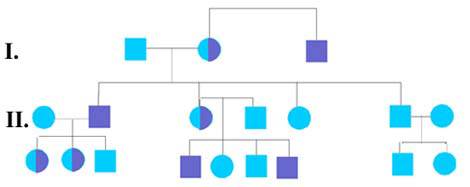 X-Linked Inheritance