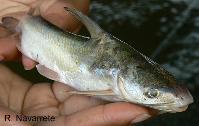 Freshwater Fishes of Western Ecuador- Potamarius henni