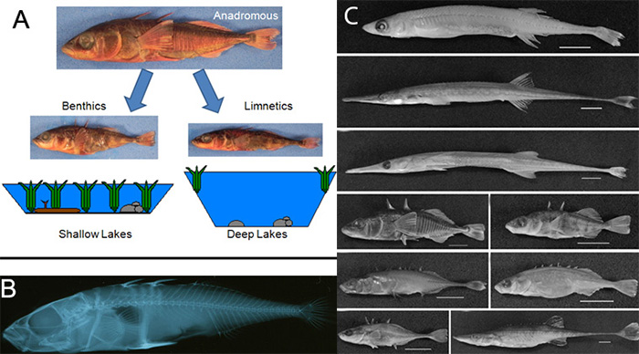Aguirre Lab Home Page: Research