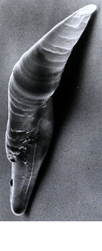 Diatom Reproduction